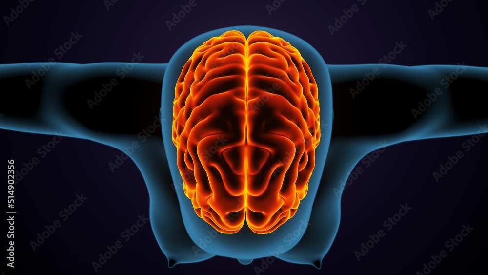 3dillustration of human male brain anatomy. Stock Illustration | Adobe ...