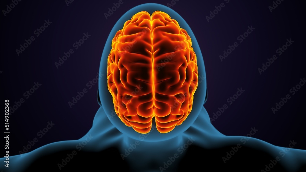 3dillustration of human male brain anatomy. ilustração do Stock | Adobe ...