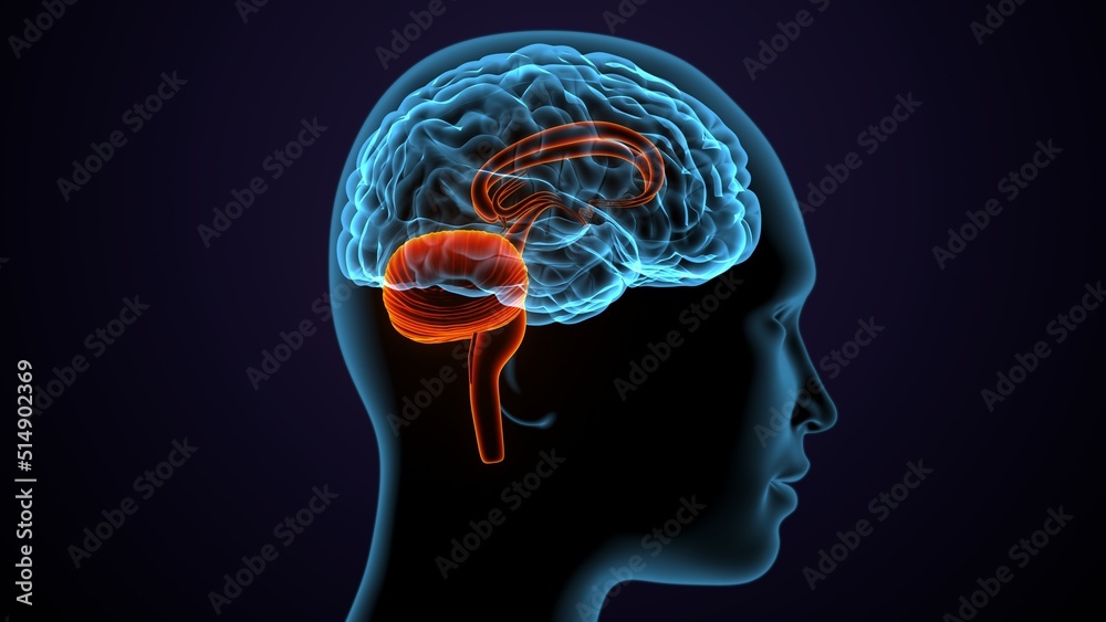 3d illustration of human male brain anatomy ilustração do Stock | Adobe ...
