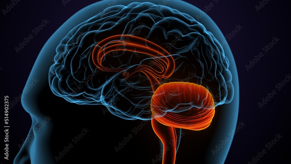 3d illustration of human male brain anatomy Stock Illustration | Adobe ...