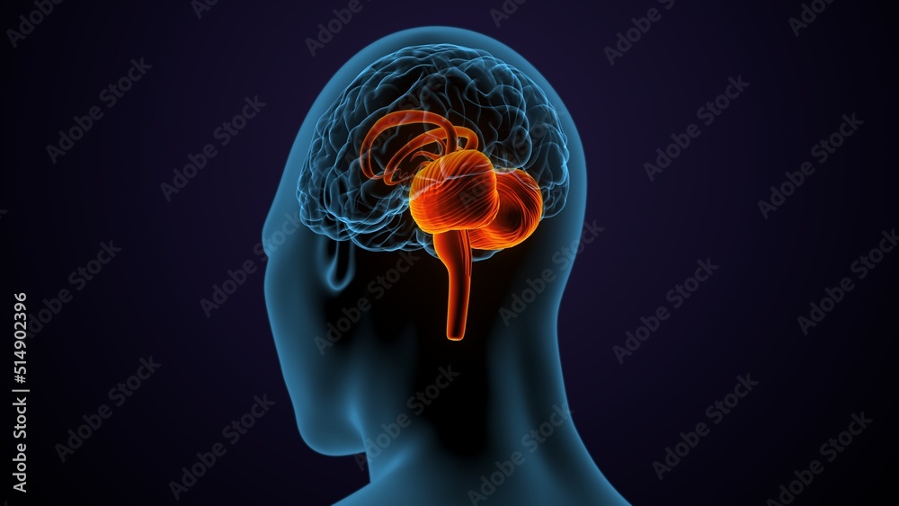 3d illustration of human male brain anatomy Stock Illustration | Adobe ...
