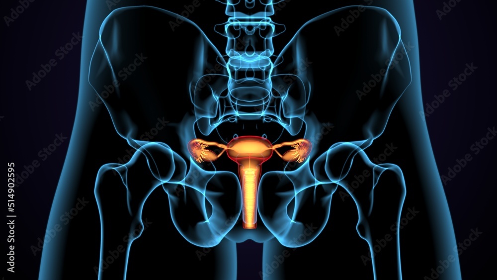 3d illustration of human female reproductive system anatomy. Stock ...