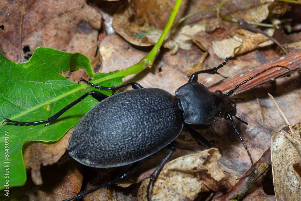 Carabus coriaceus is a species of beetle widespread in Europe, where it ...