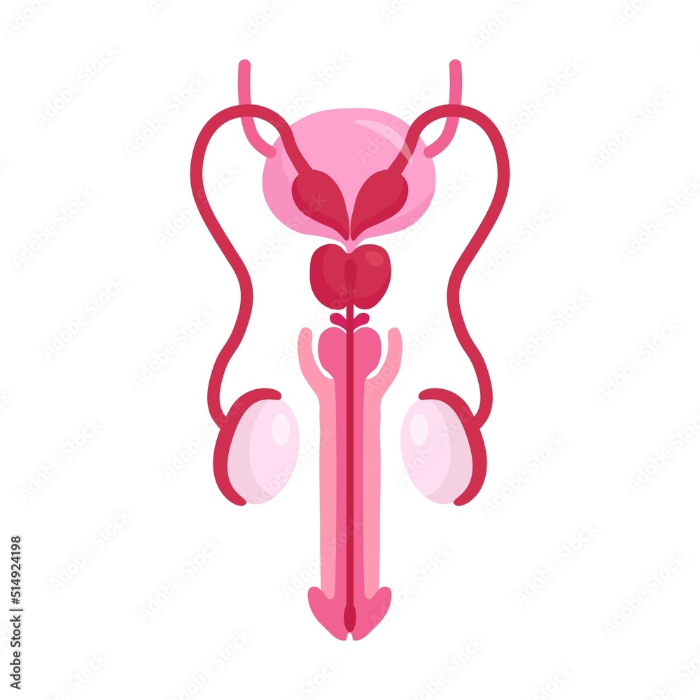 Anatomy of Male Reproductive System. Anterior View. Vector design Stock ...