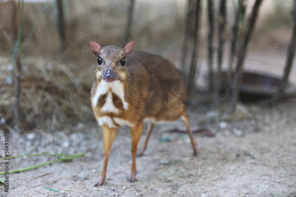 Lesser Oriental Chevrotain, The fur on the back is reddish-brown, the ...
