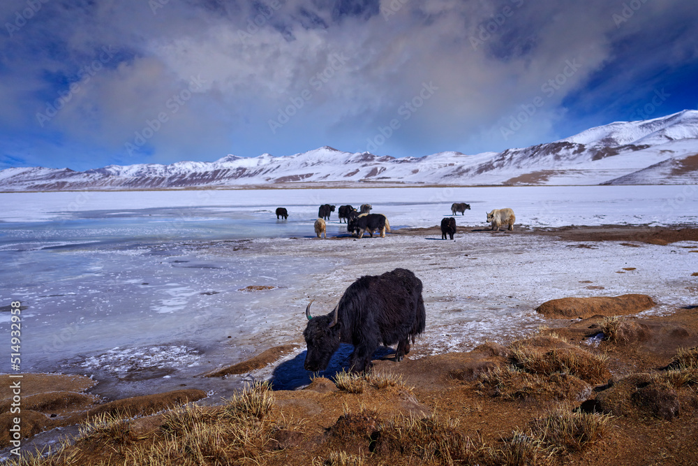 Wild yak, Bos mutus, large bovid native to the Himalayas, winter ...