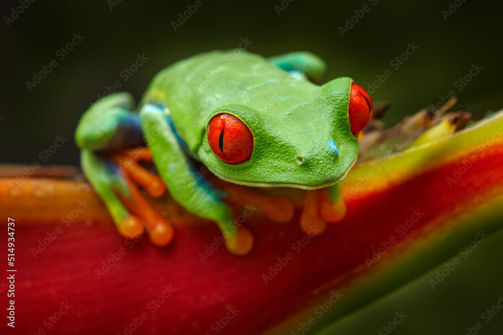 Beautiful amphibian in the night forest. Detail close-up of frog red ...