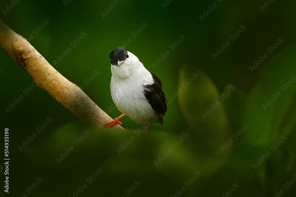Bird White-bearded Manakin, Manacus manacus, rare bird, Trinidad ...