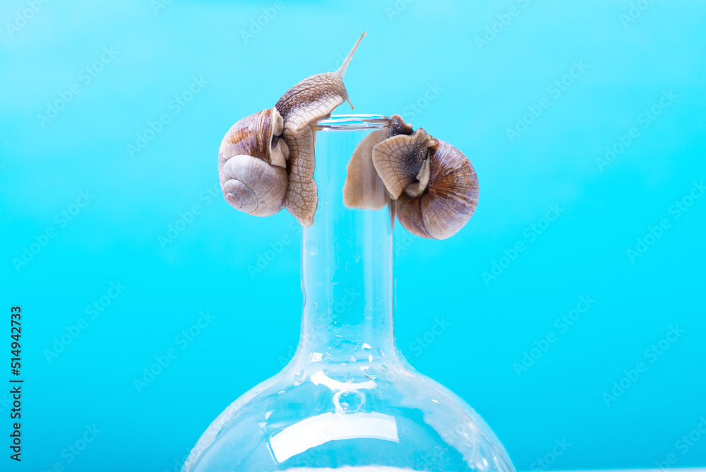 Two large snails on a chemical flask. Chemical flask with snails. Snail ...