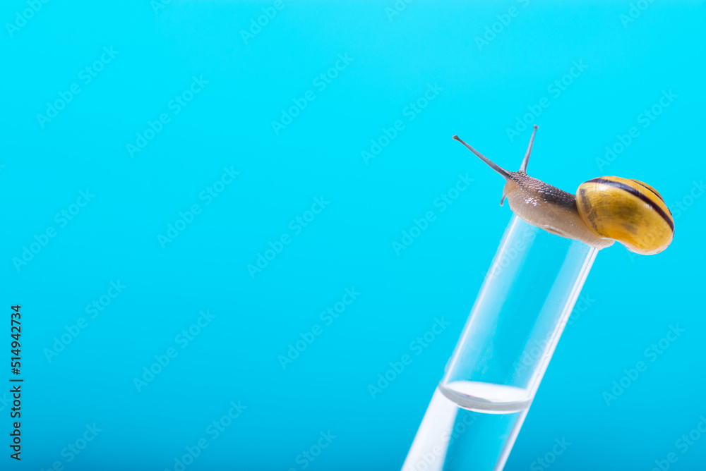 Snail on a chemical test tube on a blue background with space for text ...