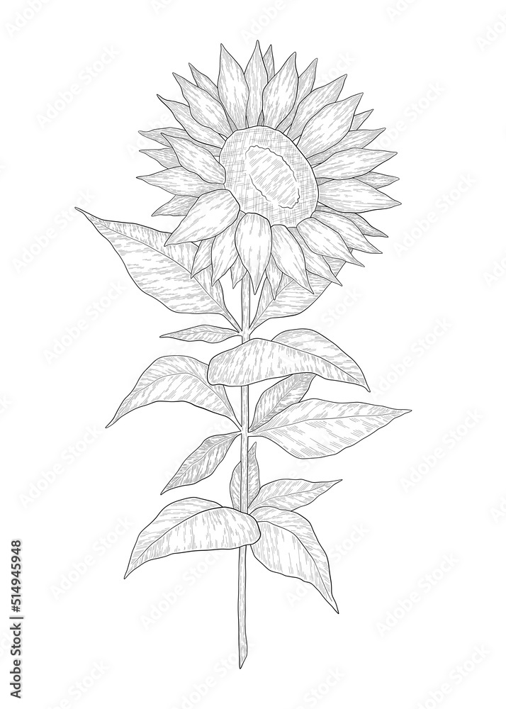 Hand-drawn sunflower illustration. Botanical illustration of summer ...