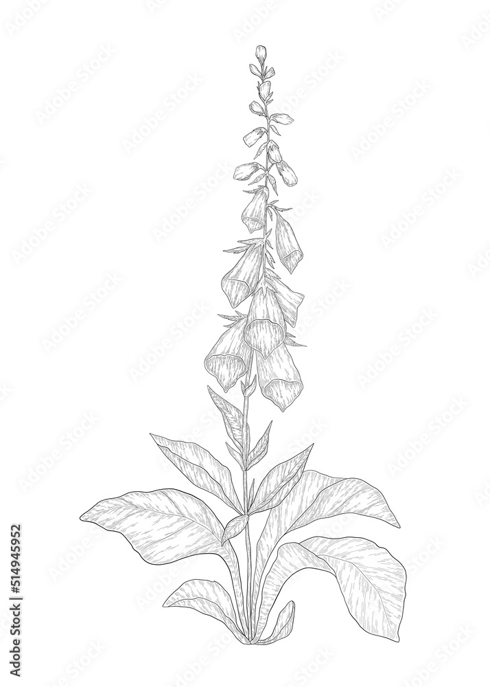 Digitalis Drawing