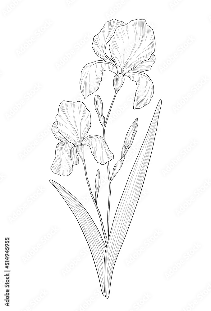 Hand-drawn iris flower illustration. Botanical illustration of summer ...