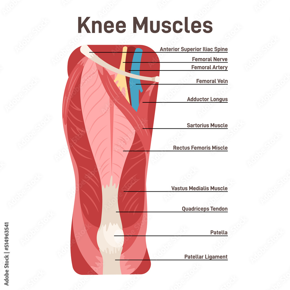 Knee muscles. Front view didactic scheme of anatomy of human muscular Stock ベクター | Adobe Stock