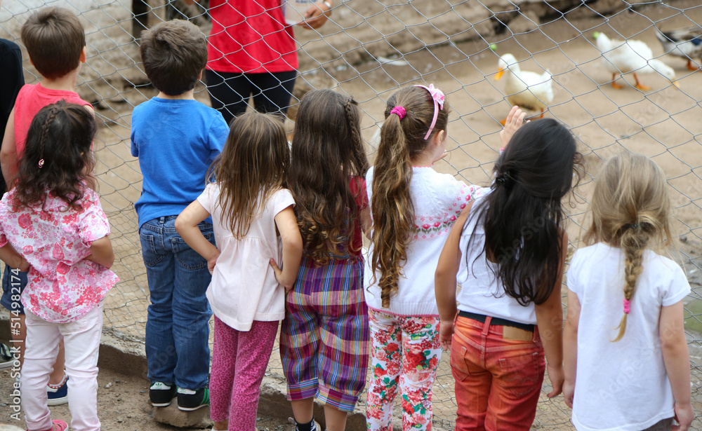Little kids in animal farm. Children in zoo. Girls and boys watching as ...