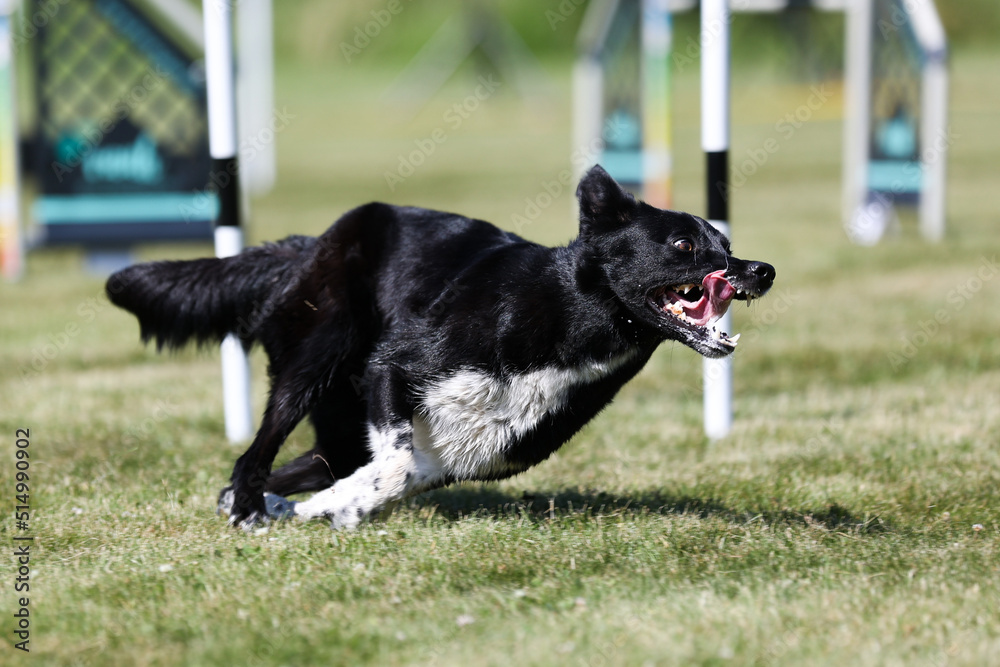Purebred active black and white border collie running dog agility ...