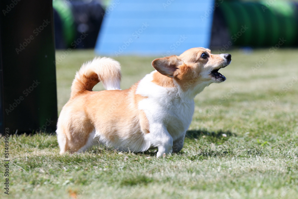 Purebred active sable and white welsh corgi pembroke running dog ...