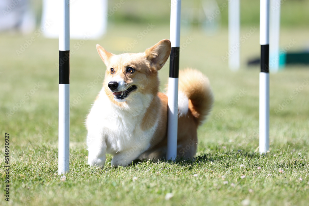 Purebred active sable and white welsh corgi pembroke running dog ...