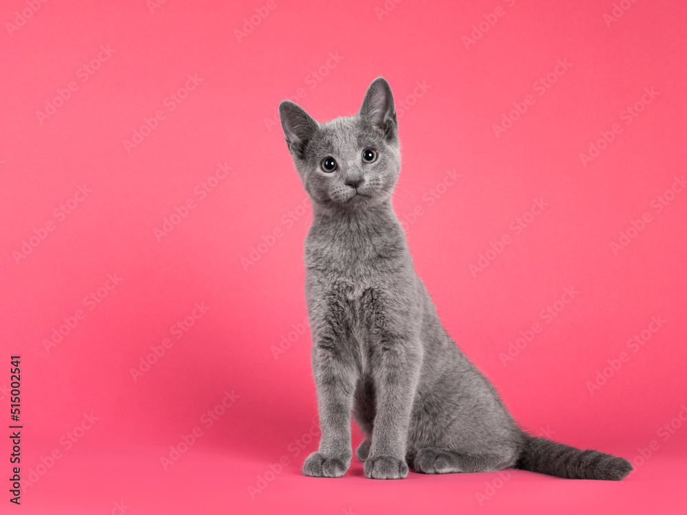 Cute curious Russian Blue cat kitten, sitting up side ways. Looking ...