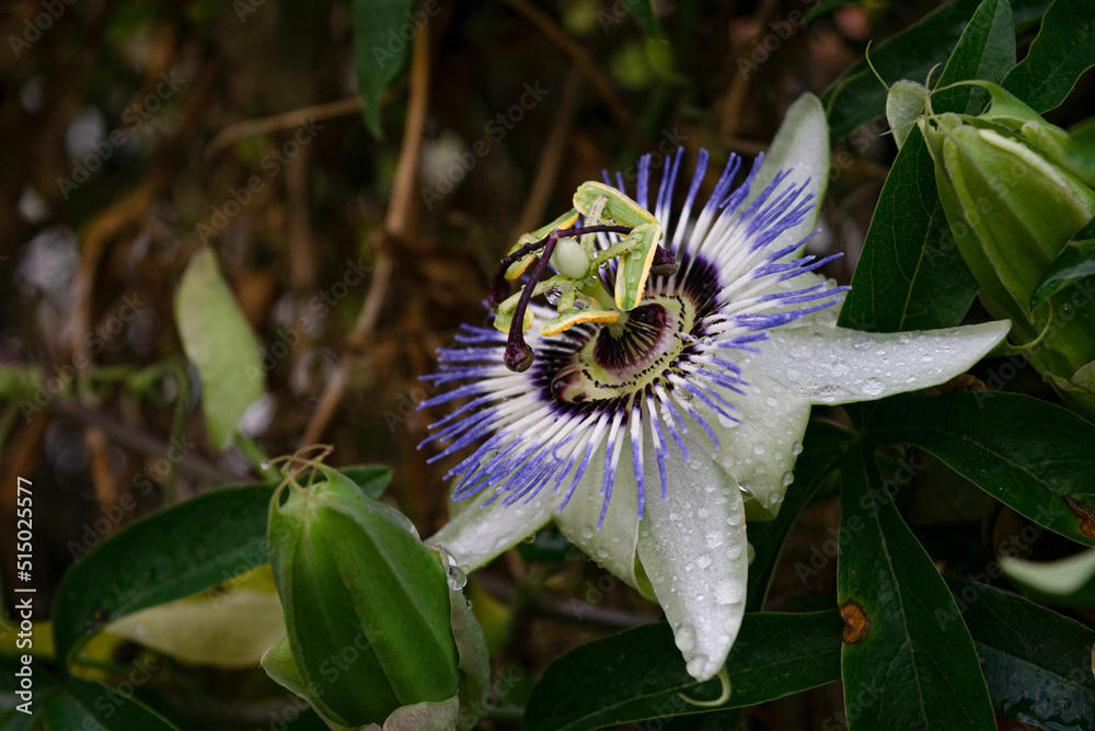 Passiflora caerulea, Pasionaria, flor de la pasión Stock-Foto | Adobe Stock