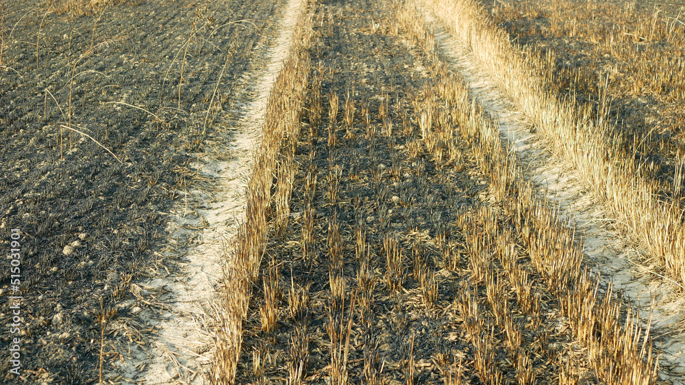 Fields fire burnt barley after blaze wild drought dry flame black earth ...
