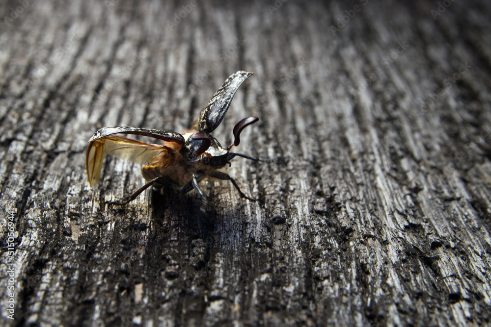 Polyphylla a rare subspecies of beetle in flight Stock Photo | Adobe Stock