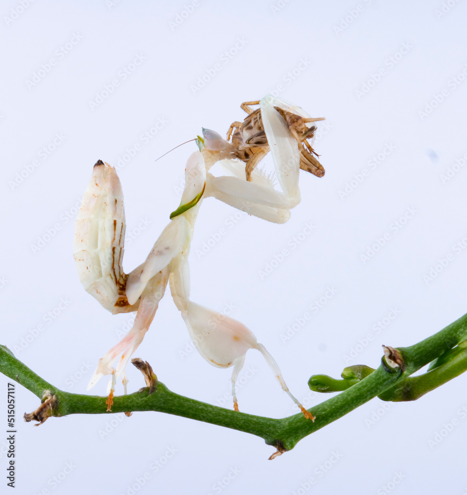 hymenopus coronatus orchid praying mantis Stock Photo | Adobe Stock