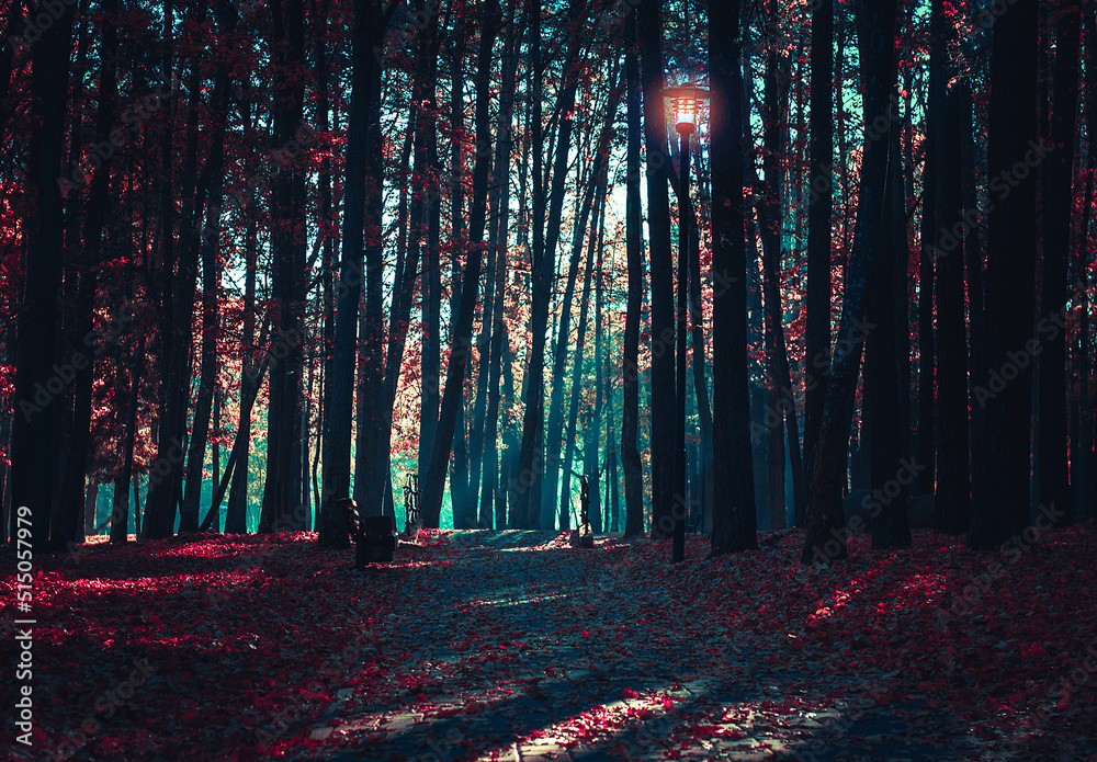 Fairy Mysterious Forest. Mystical atmosphere. Paranormal another world ...