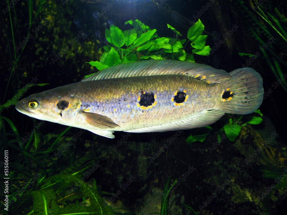 Beautiful multi-colored snakehead fish of an unusual shape and coloring ...