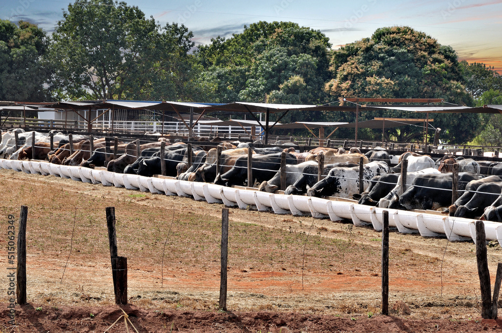 Gado confinado comendo silagem no cocho Stock-Foto | Adobe Stock