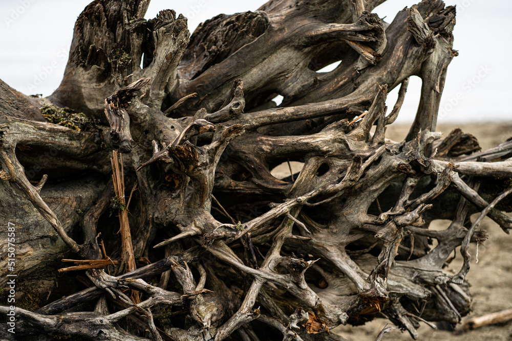 Texture of Dried Tree Roots at Beach Stock Photo | Adobe Stock