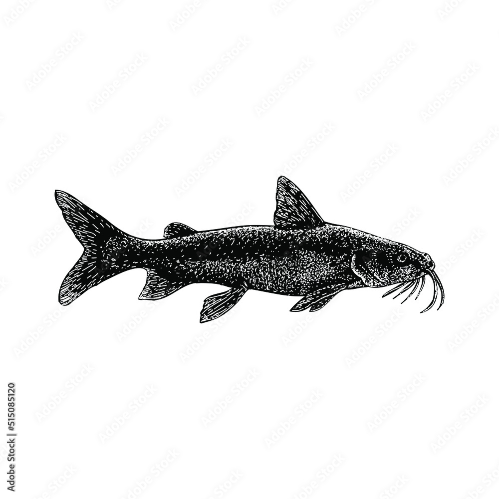 Hardhead Catfish hand drawing vector illustration isolated on ...