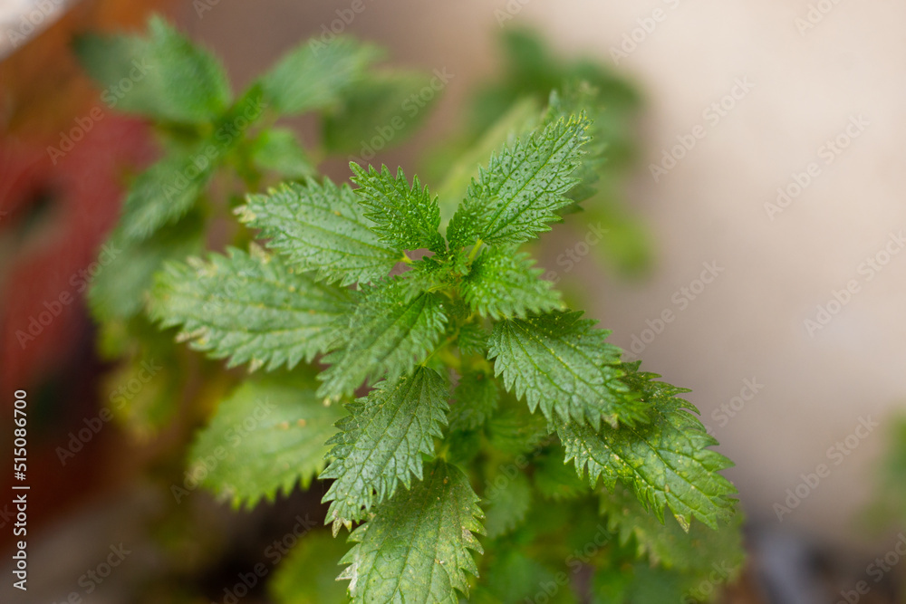 Foto de Hojas de la planta conocida como Ortiga. Concepto de plantas ...