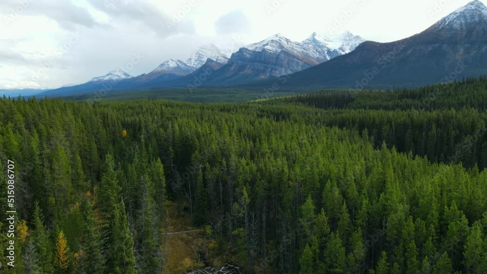 Arial view of vast larch forests in Alberta. Drone Shot of the pine ...