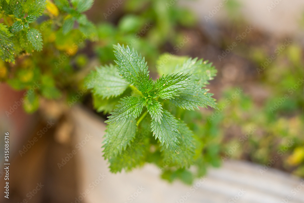 Foto de Hojas de la planta conocida como Ortiga. Concepto de plantas ...