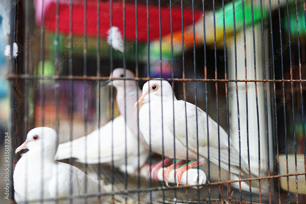 Foto de graceful birds, doves in cages for sale at the animal market do ...