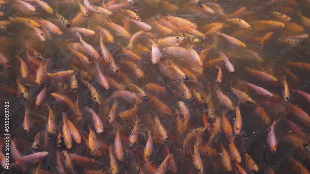 Fresh water pond for fish cultivation and development contains lots of ...