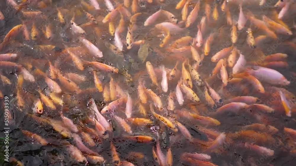 Fresh water pond for fish cultivation and development contains lots of ...