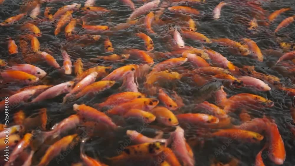 Vidéo Stock Fresh water pond for fish cultivation and development ...