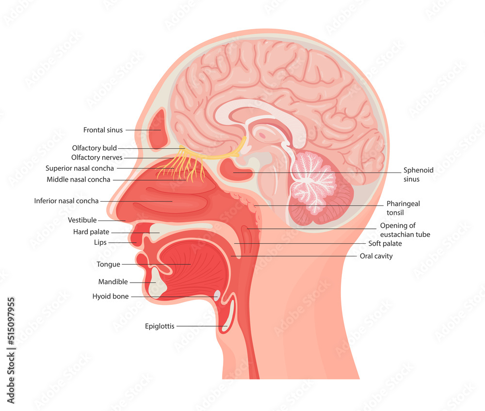 Illustration of the anatomy of the human larynx and internal pharynx, close up. Stock Vector ...