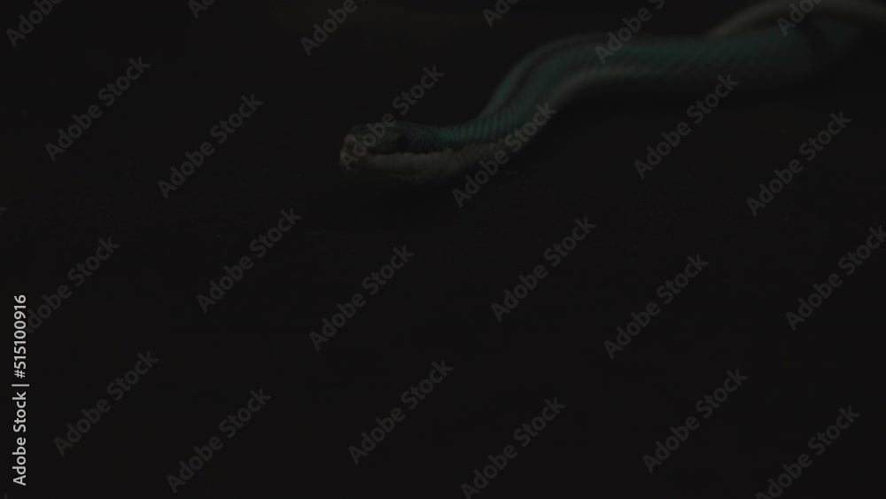 Blue Venomous Pit Vipers Head and Face Shot. Snake Is Not Moving Stock ...