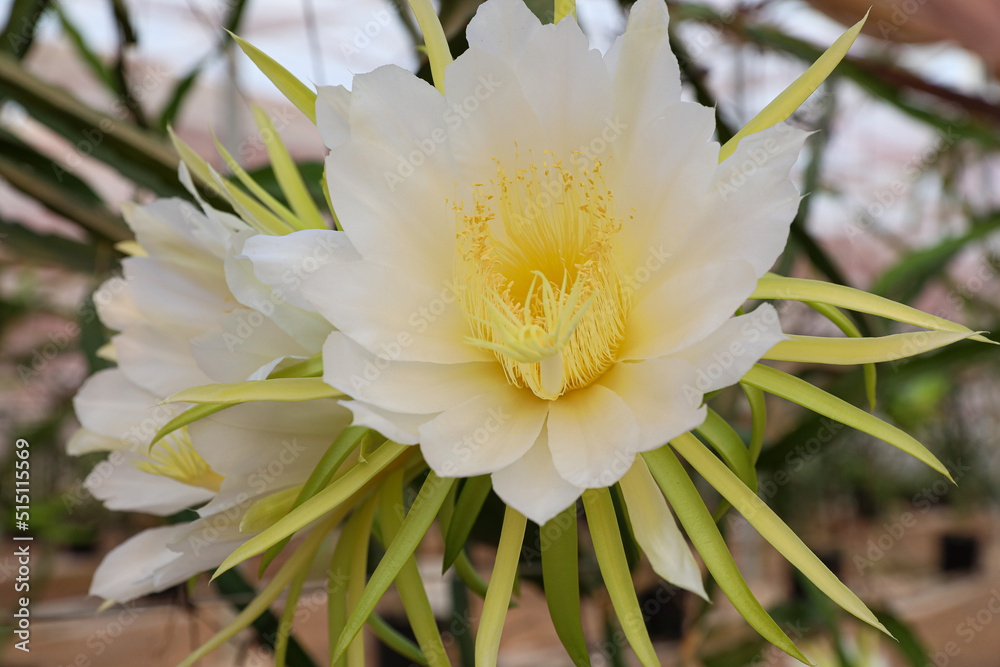 Dragon fruit or White fleshed Pitahaya blooms. Scientific name ...