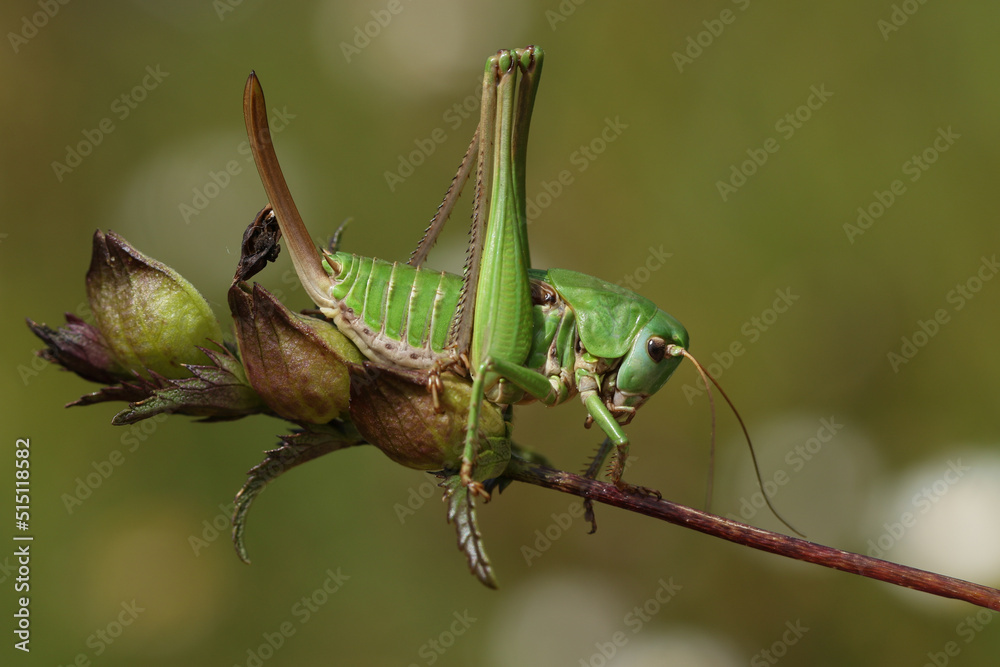 An extremely rare Wart-biter Bush-cricket, Decticus verrucivorus ...