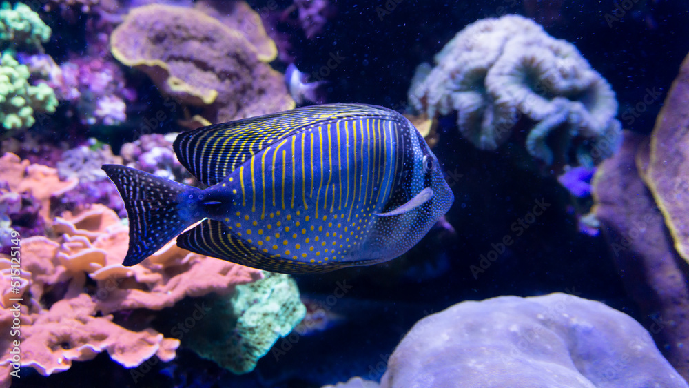 Exotic saltwater fish with wide blue and narrow yellow stripes in front ...