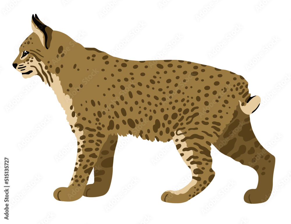 vector realistic illustration of a lynx isolated on white background ...