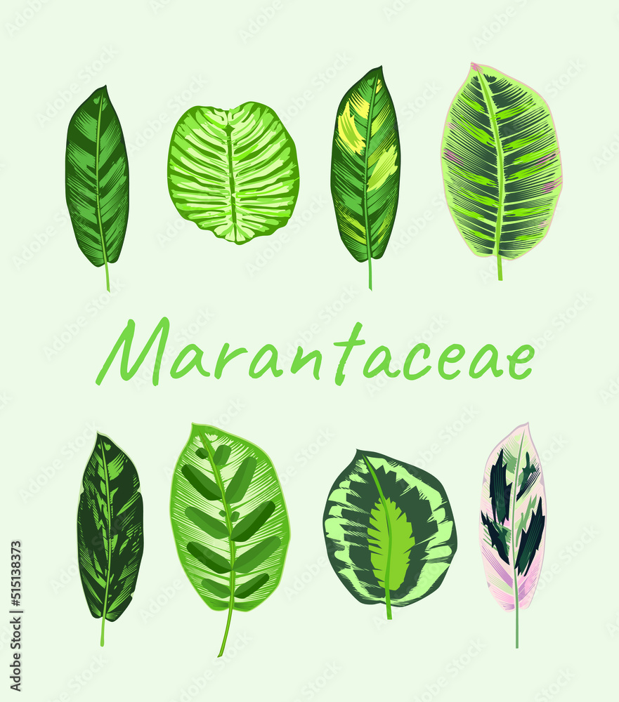 eight different tropical exotic jungle Marantaceae Calathea prayer ...