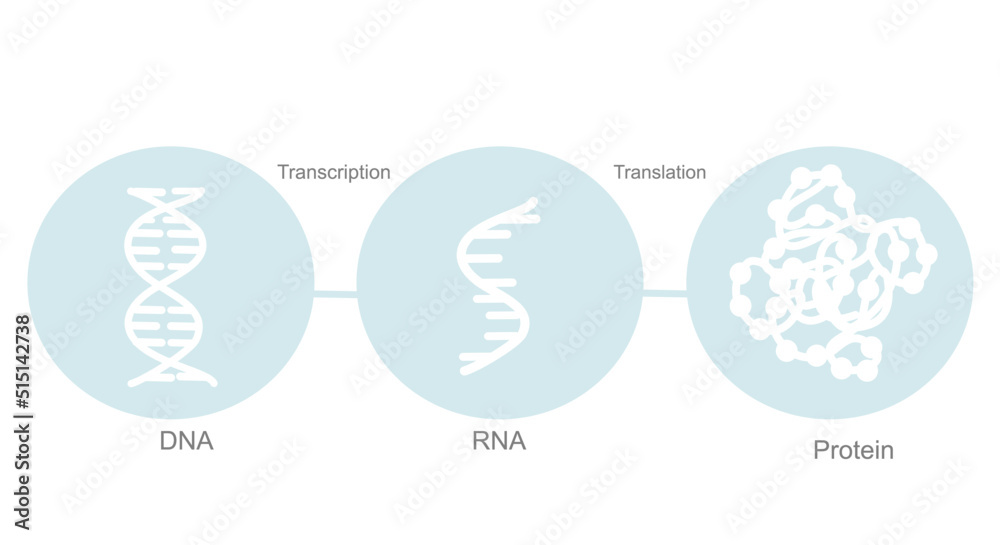 The central dogma of molecular biology (transcription, translation ...