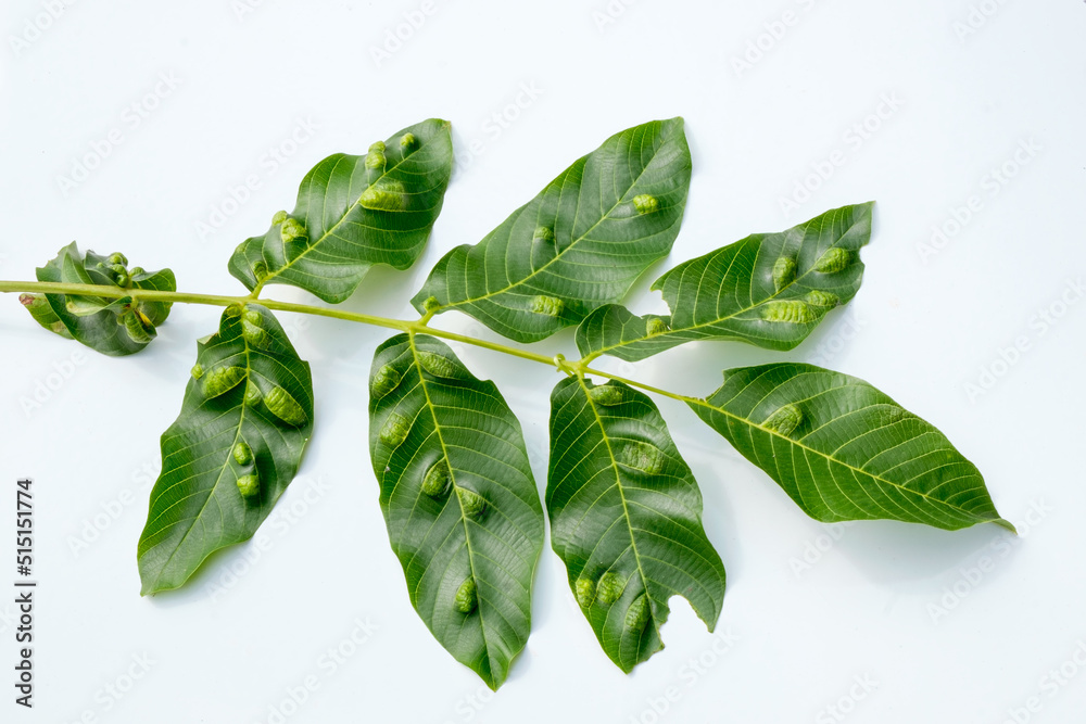 Aceria erinea species of mite which causes galls on leaves of walnut ...