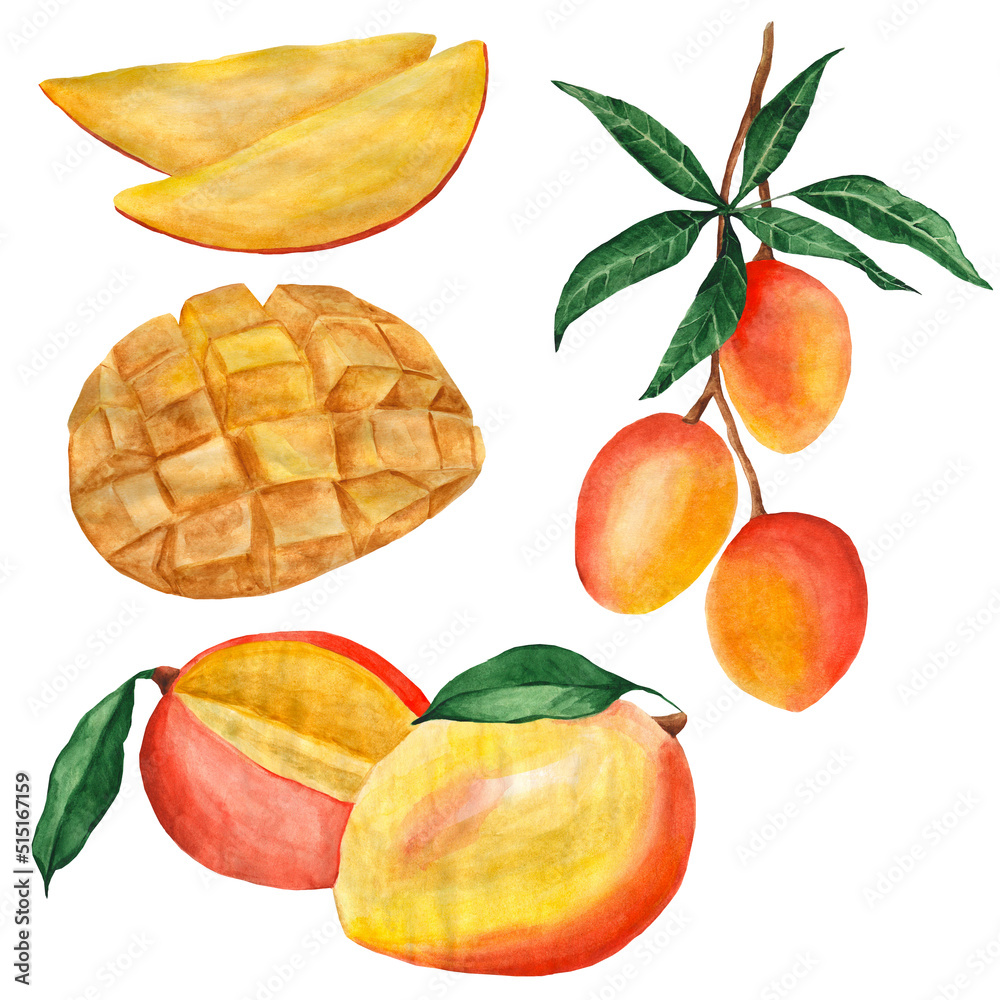 Mango set. Botanical watercolor hand drawn illustration isolated on ...