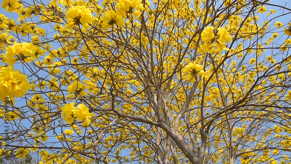 yellow flower Golden Tree , Yellow Trumpet Tree Scientific name ...